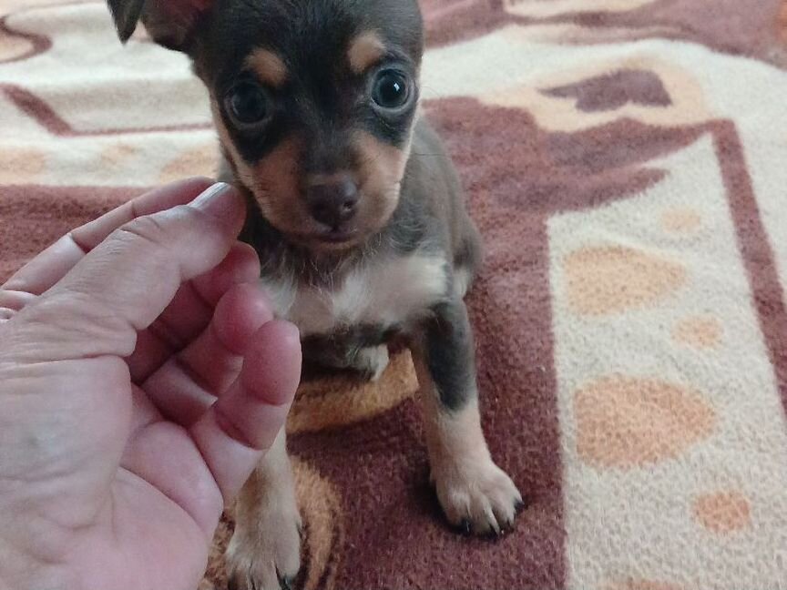 Той-терьер малыши