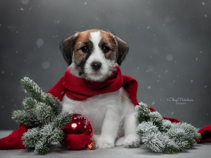 Щенки джек Рассел терьер