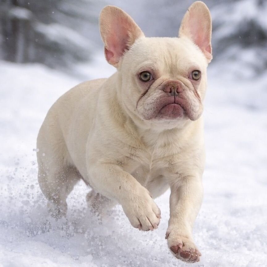 Французский бульдог, щенок