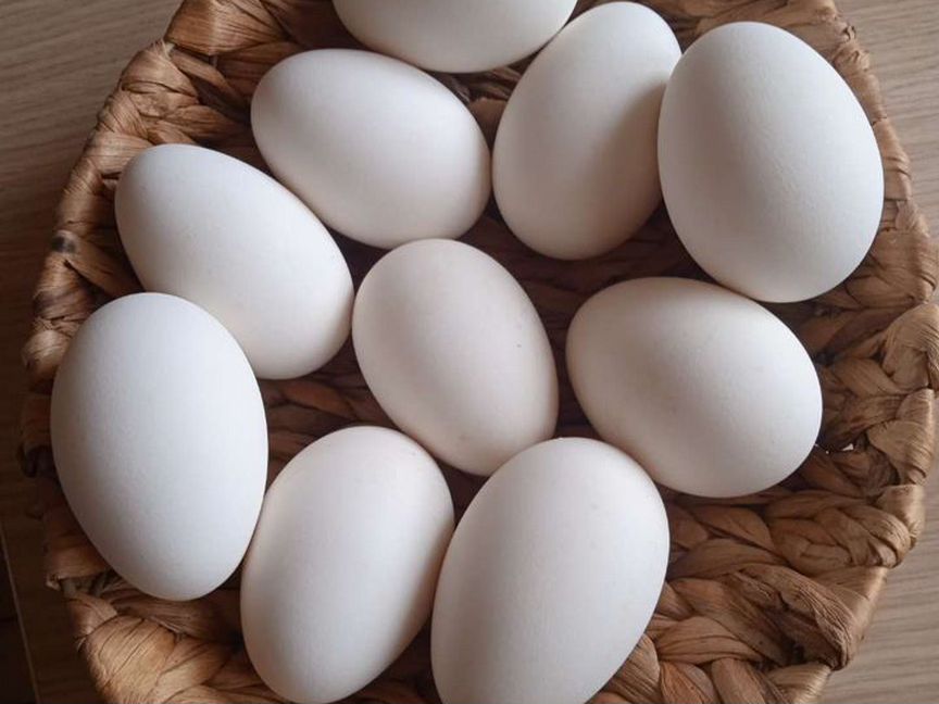 Продаю излишки, гусиное пищевое яйцо