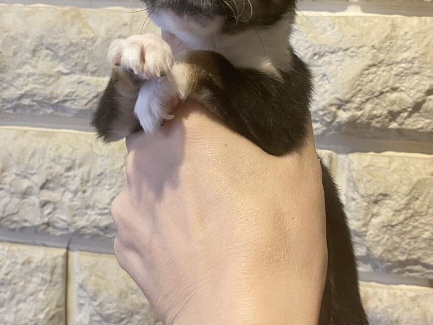 Мини девочка Чихуахуа