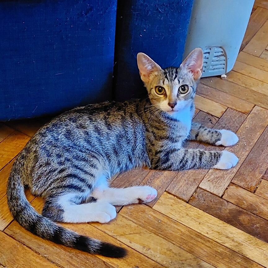 Котик с большими ушами