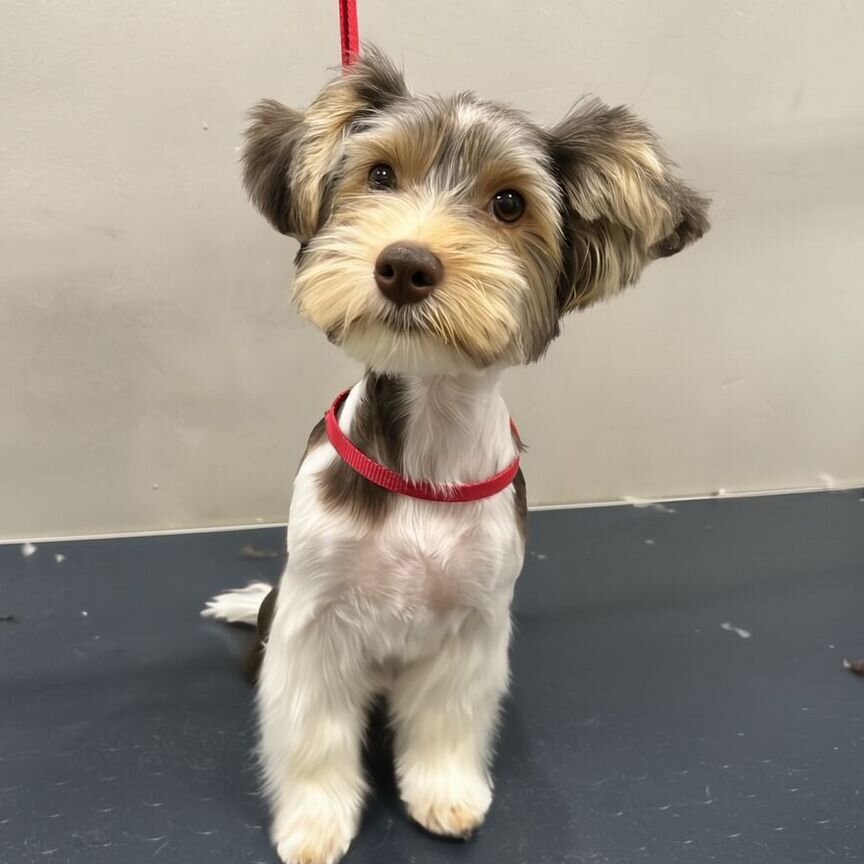 Бивер -йоршитский терьер