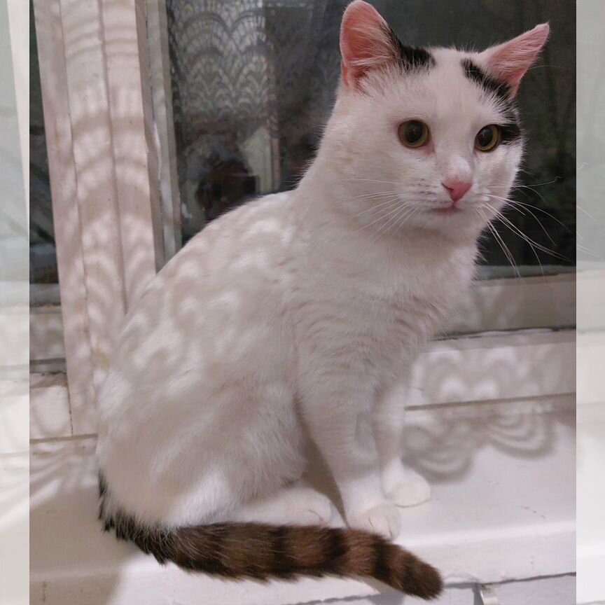 Турецкий ван, взрослый кот