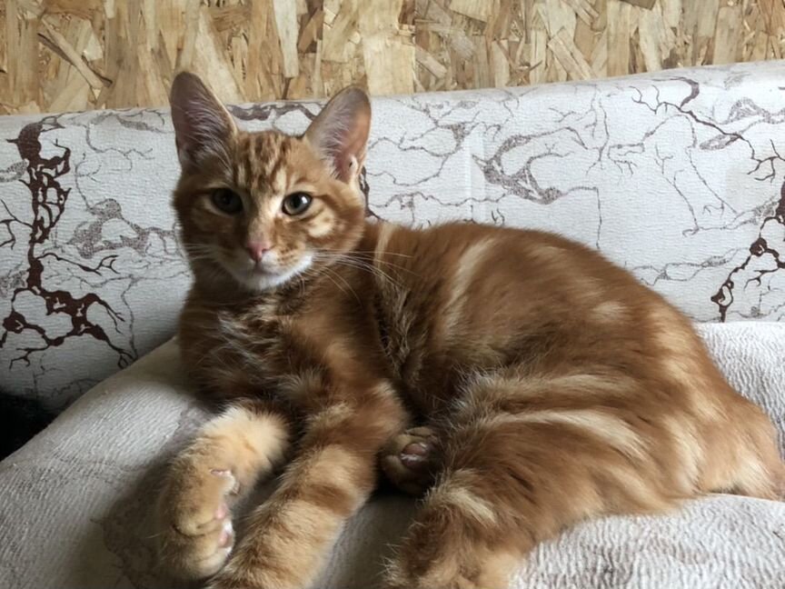 Курильский бобтейл