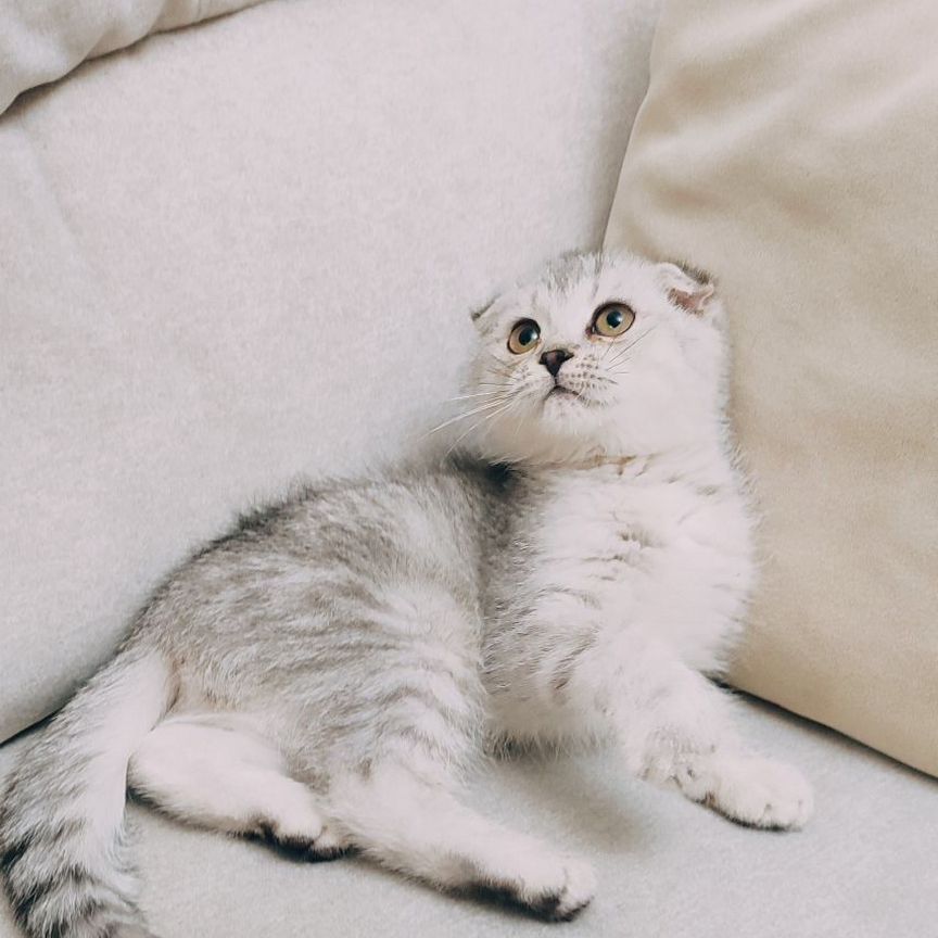 Шотландский вислоухий короткошёрстный котёнок
