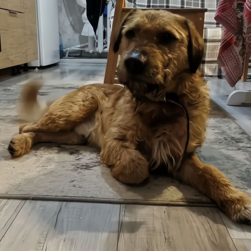 Взрослый пёс в добрые руки