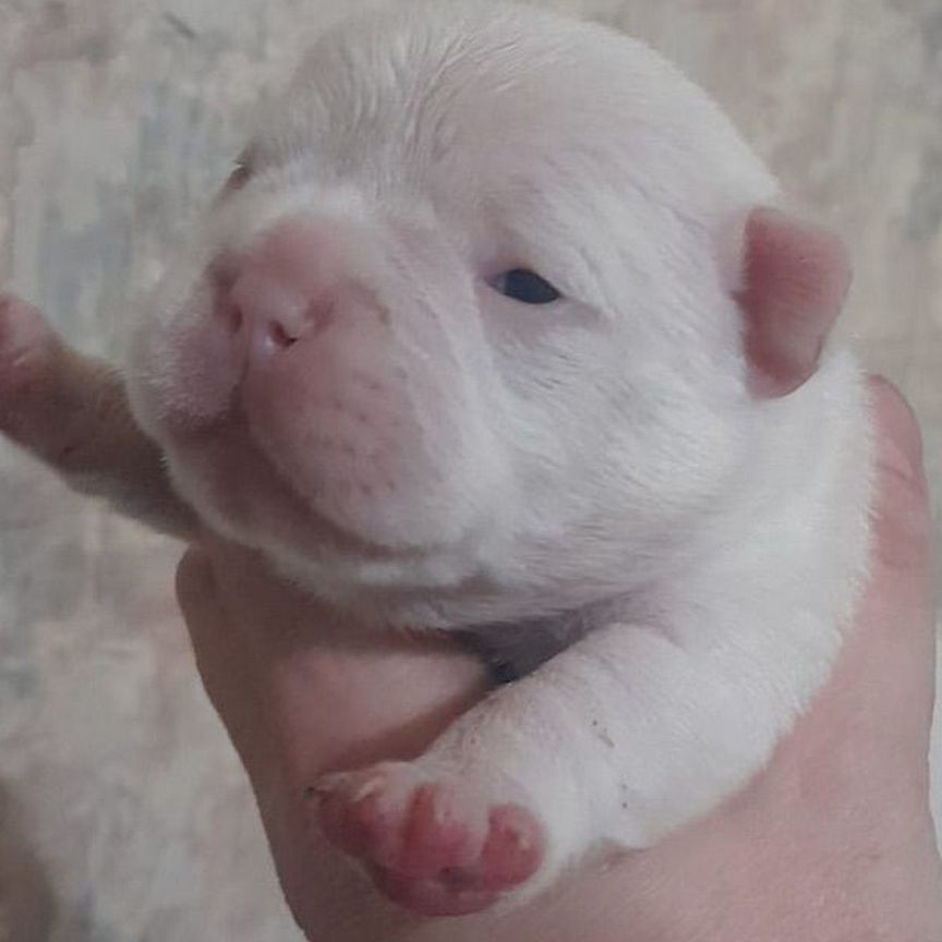 Французский бульдог щенки девочка