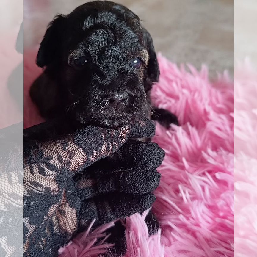 Той-пудель, щенок