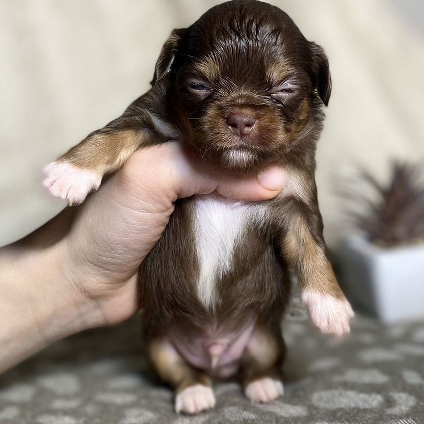 Чихуахуа, щенок