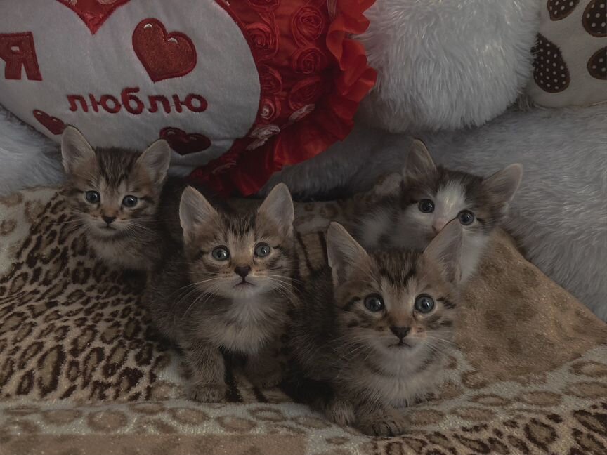 Котята в добрые руки
