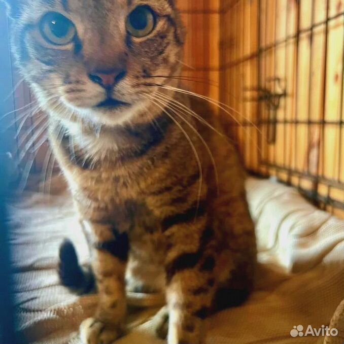 Беженец Федя с Севастополя ищет дом