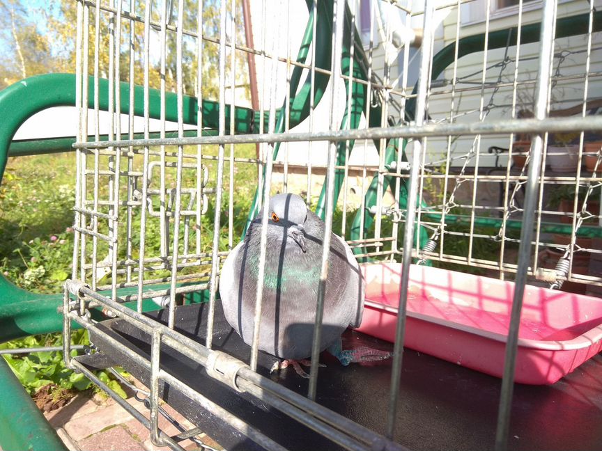 Голубь с поломанной лапкой, вроде мальчик