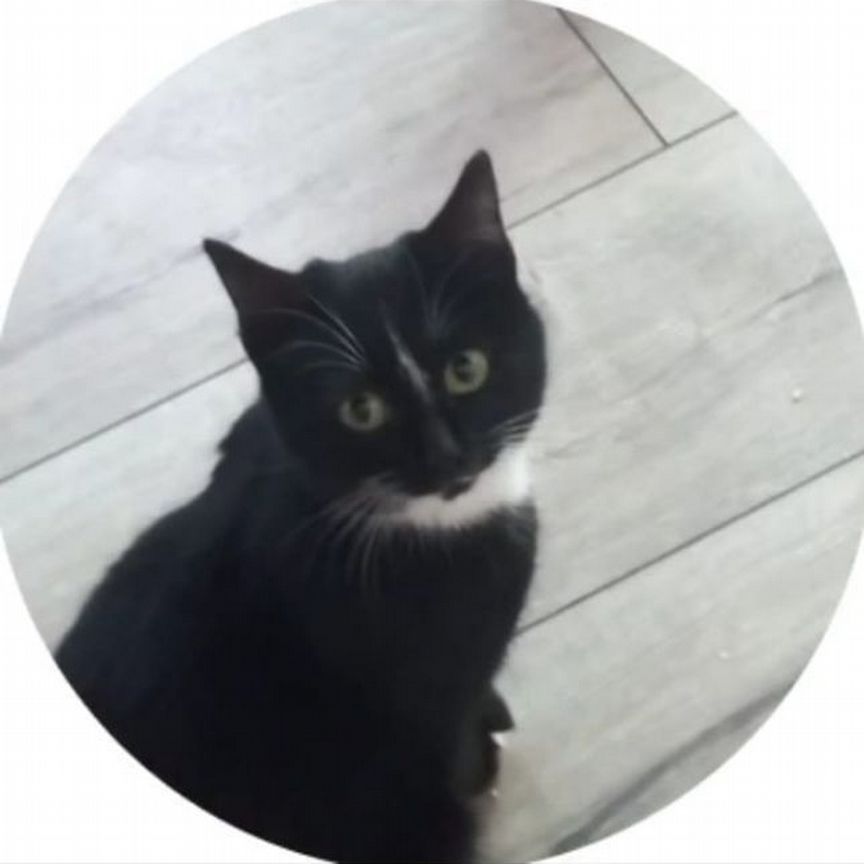 Котёнок живет в СНТ. ласковая девочка