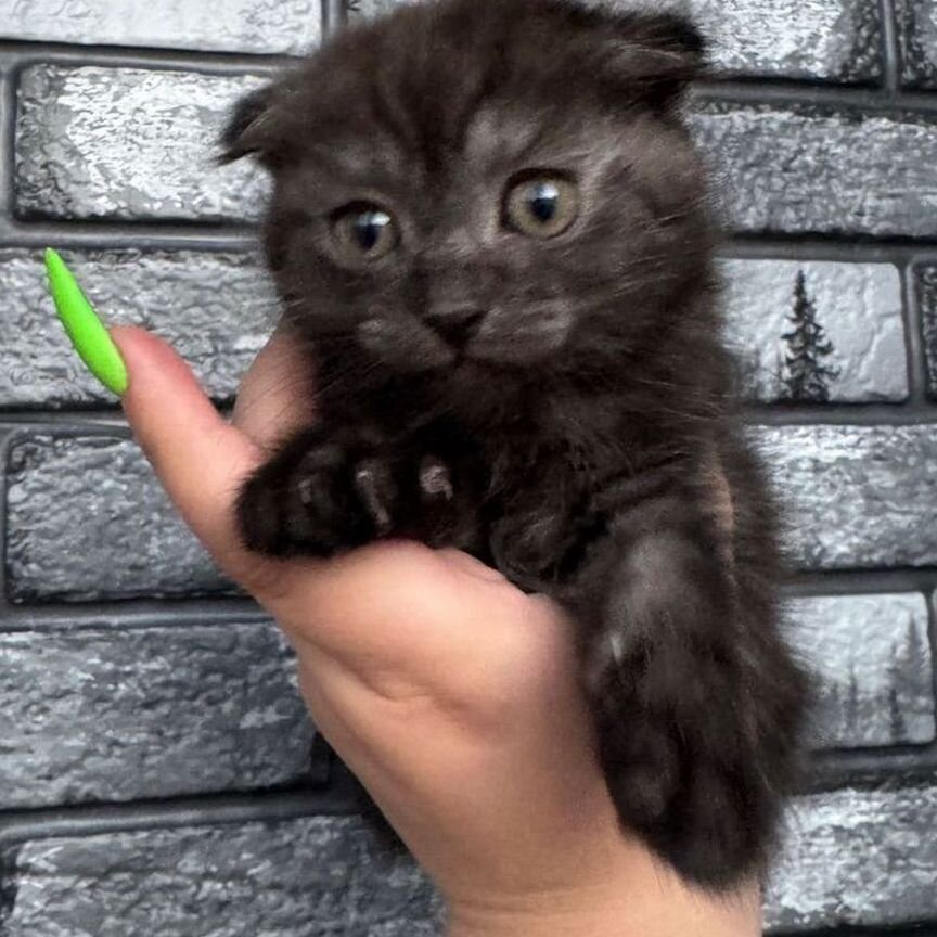 Шотландский вислоухий короткошёрстный котёнок