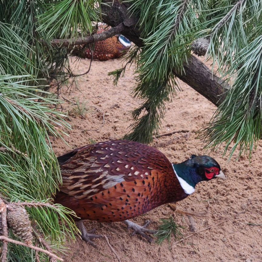 Фазан охотничий