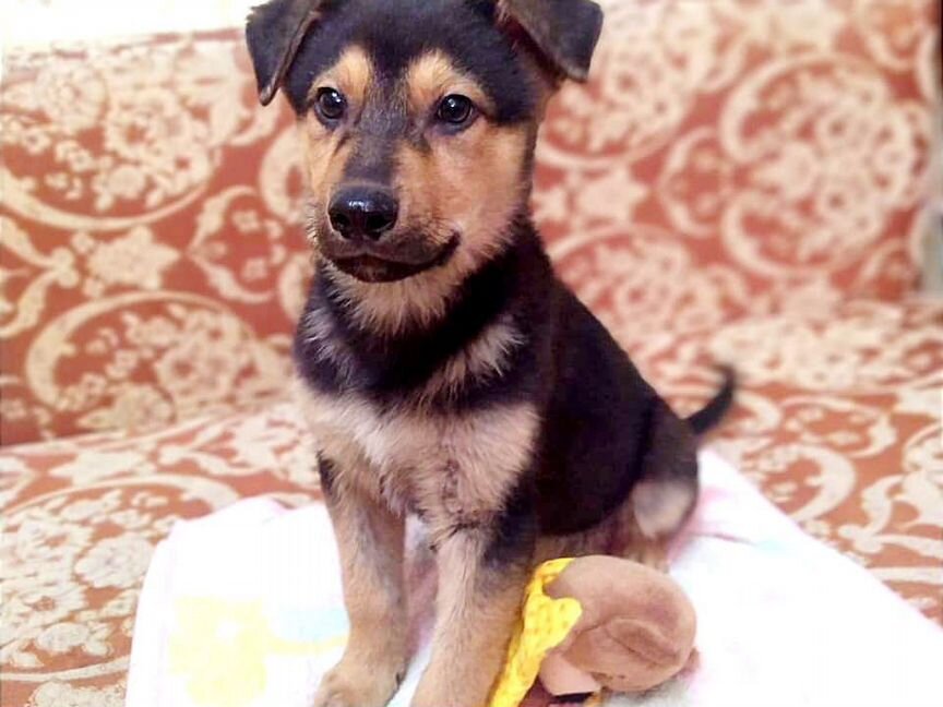 Щенок в добрые руки