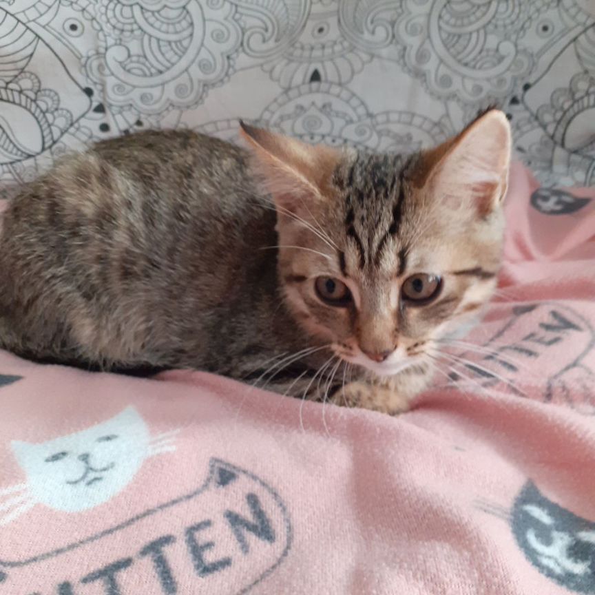 Котенок 4- 5 месяцев