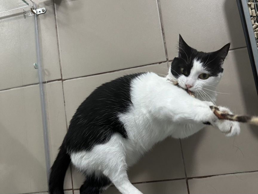 Кошечка в добрые руки