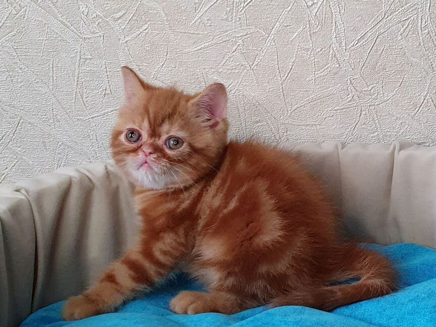 Малыш Флэйм