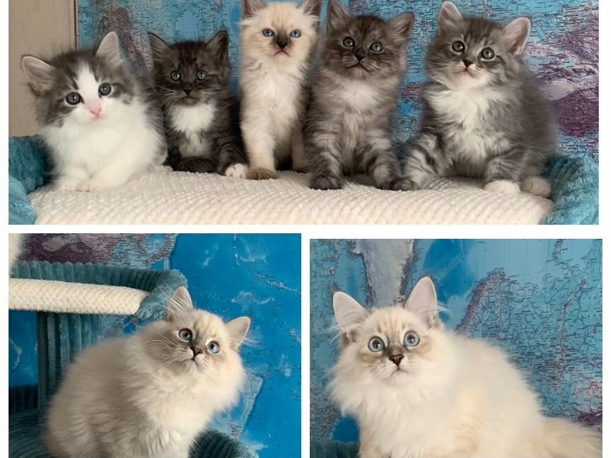 Сибирские котята
