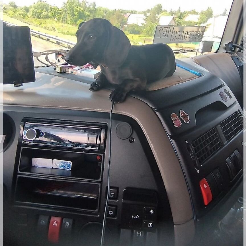 Кроличья такса