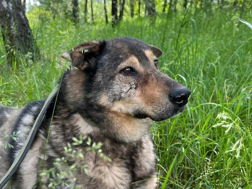 Собаки в дар