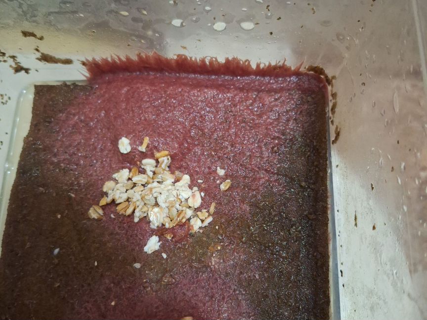 Трубочник изя