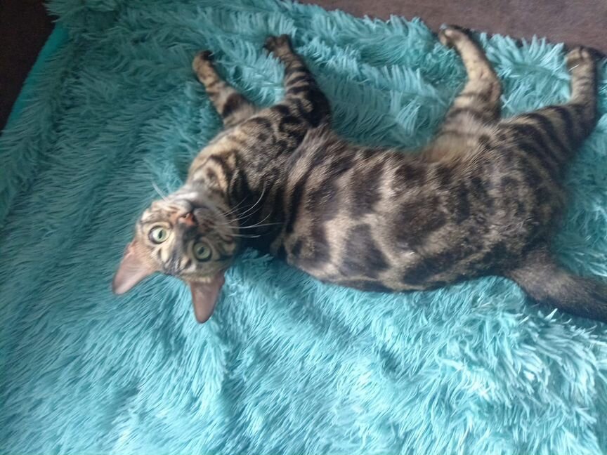 Черная бенгальская пантера с родословной