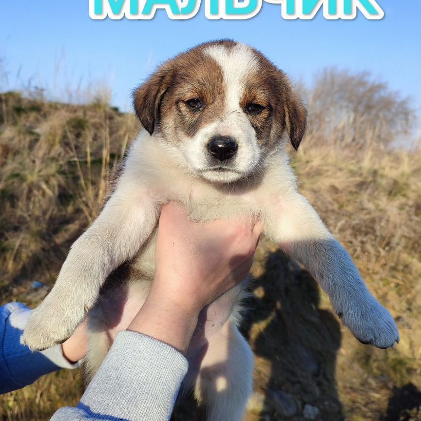 Щенки в поле мальчики и девочки 14шт