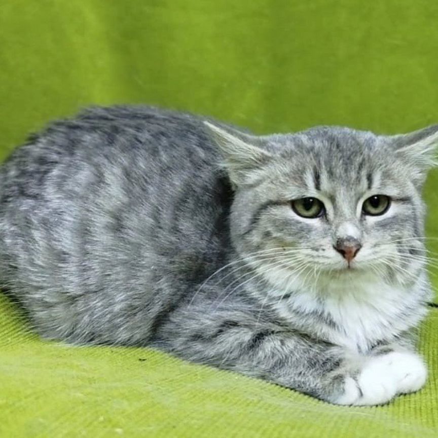 Котенок 4мес