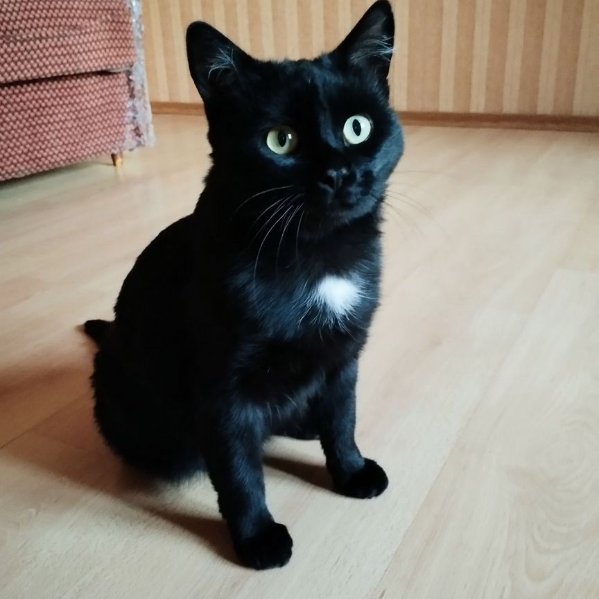 Кот Мартин ищет дом