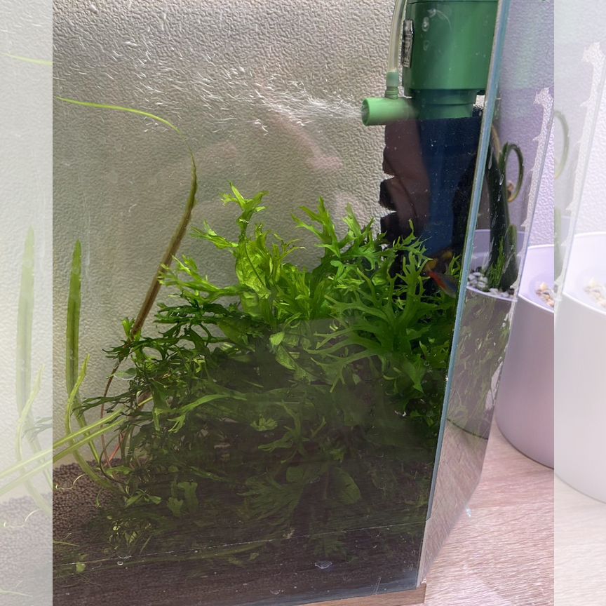 Аквариум с рыбками