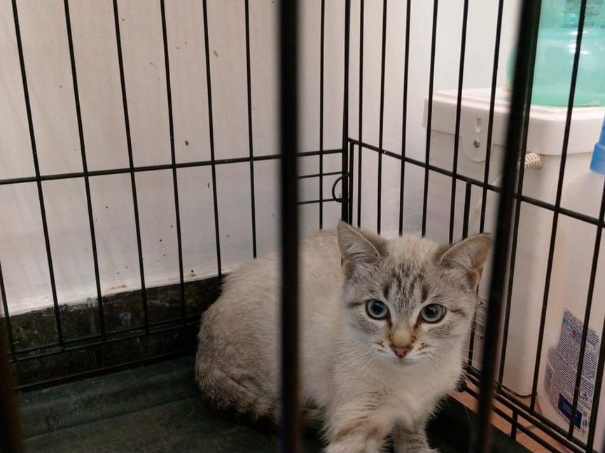 Кот инвалид трехлапый 6 месяцев