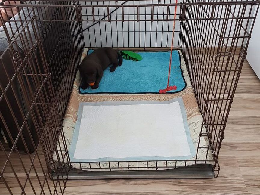 Клетка для собак