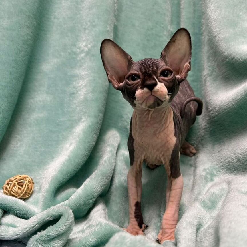 Кошечка Канадочка биколор