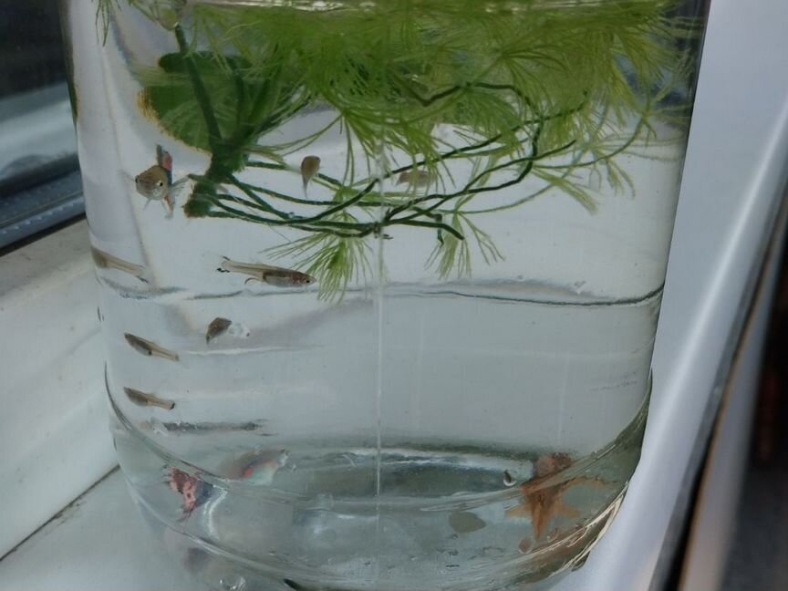 Продам Гуппи с аквариумом