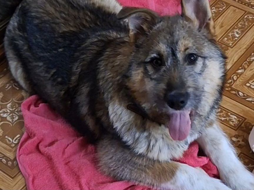 Собака в добрые руки отдам бесплатно