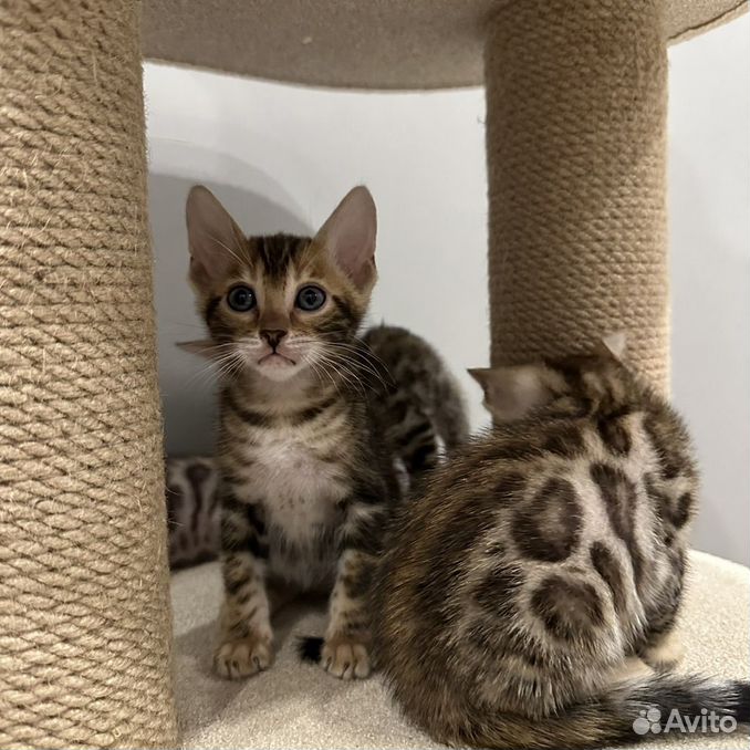 Бенгалькие котята
