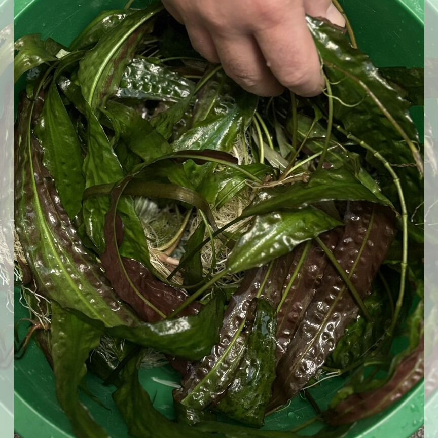 Растения для аквариума