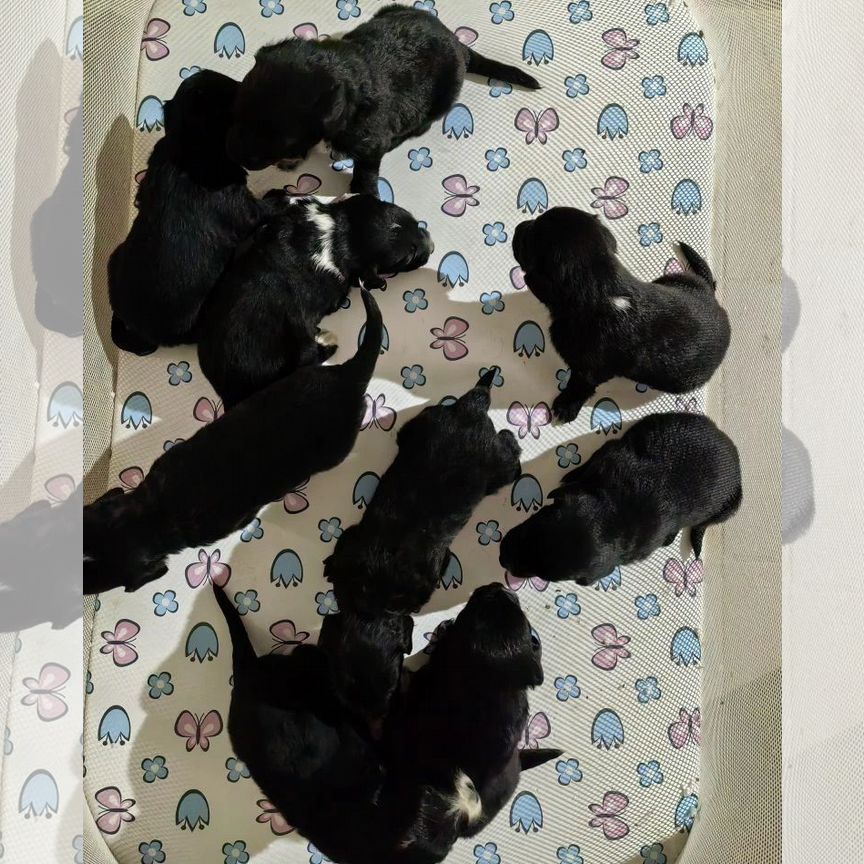 Кокер спаниель, щенок