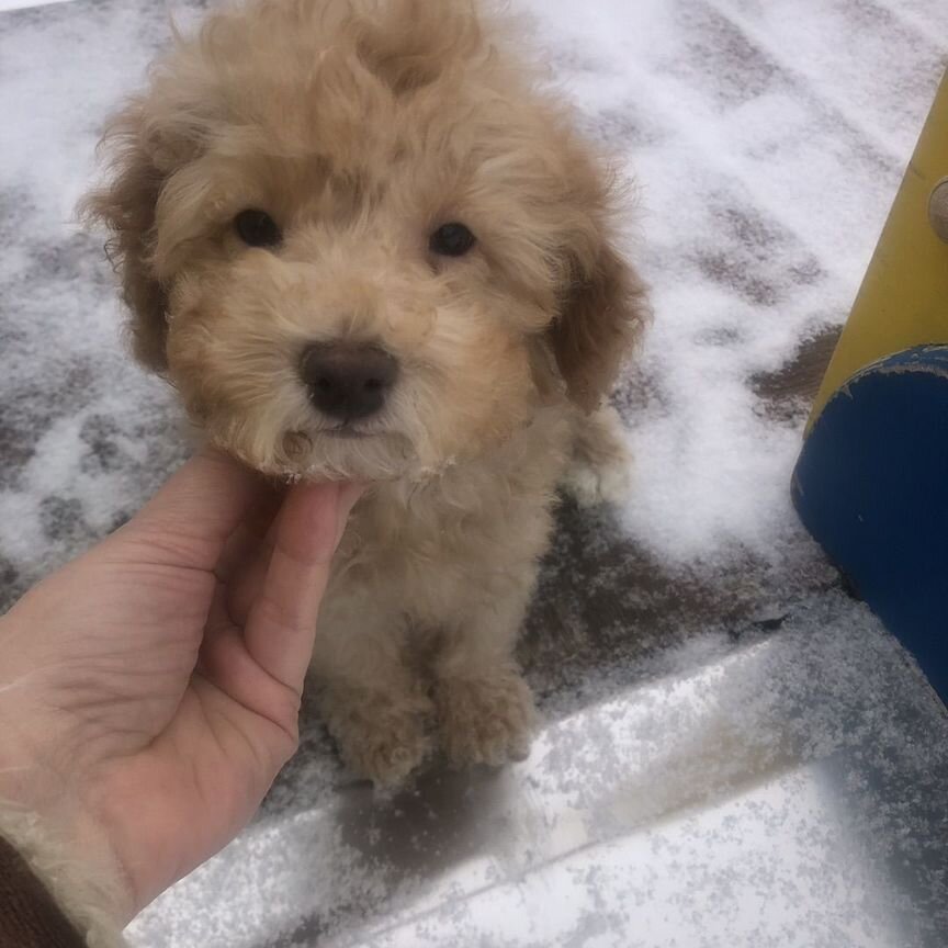 Той-пудель мини мальчик