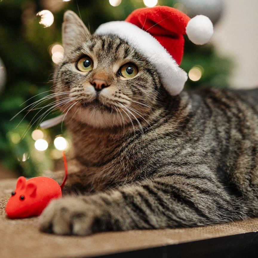 Взрослый кот в добрые руки