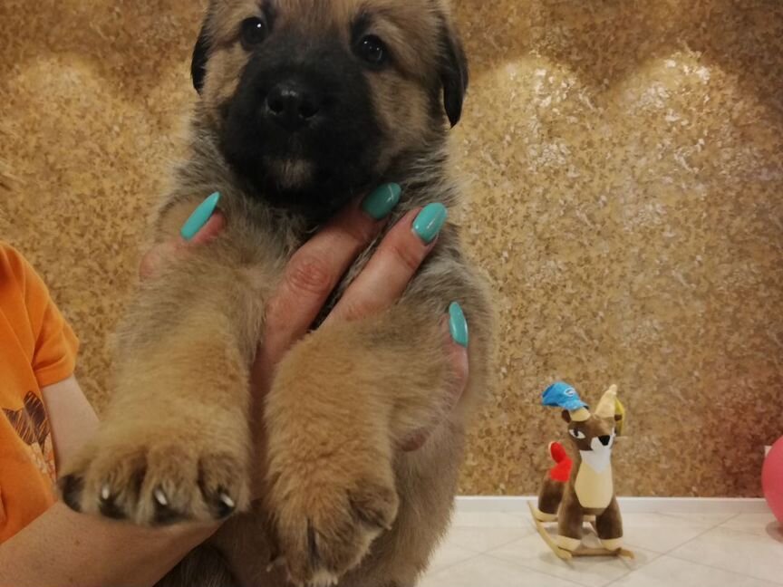 Милая щенуля в добрые руки