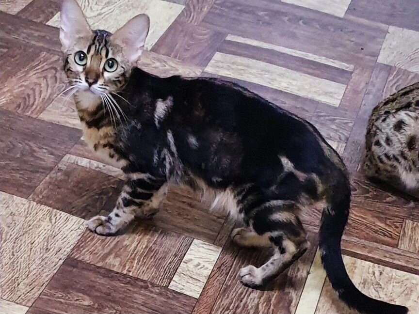 Мраморная бенгалка