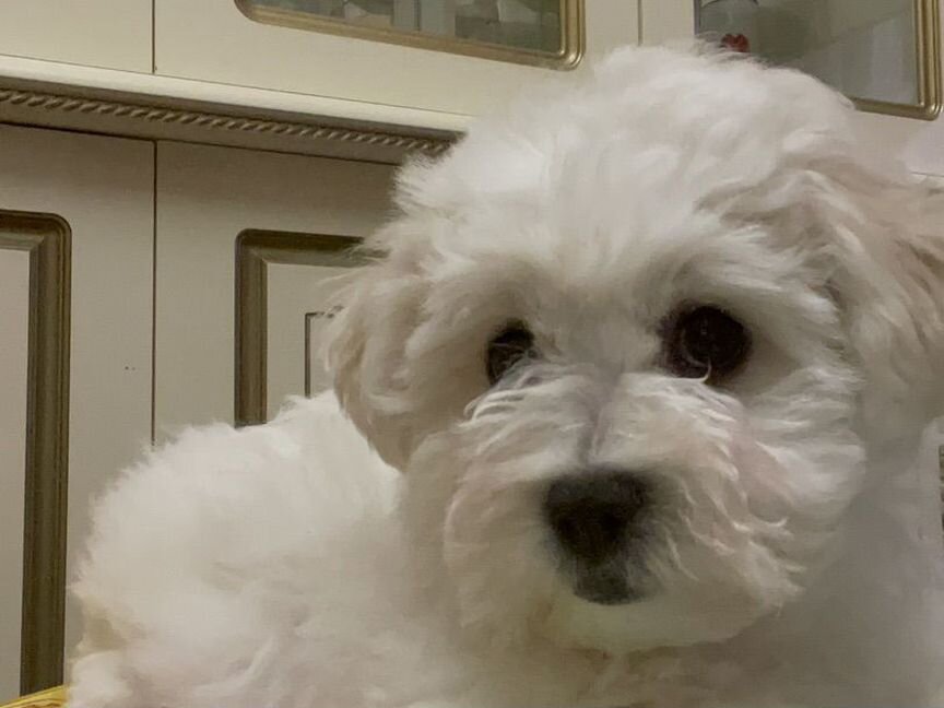 Щенки бишон фризе девочка