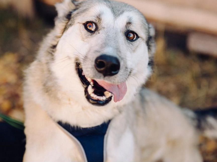 Собака в добрые руки