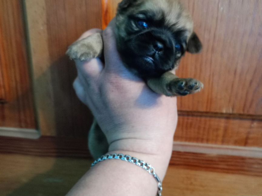 Брабансончики,Мини боксеры