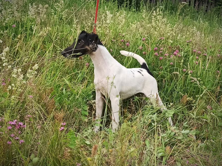 Фокстерьер