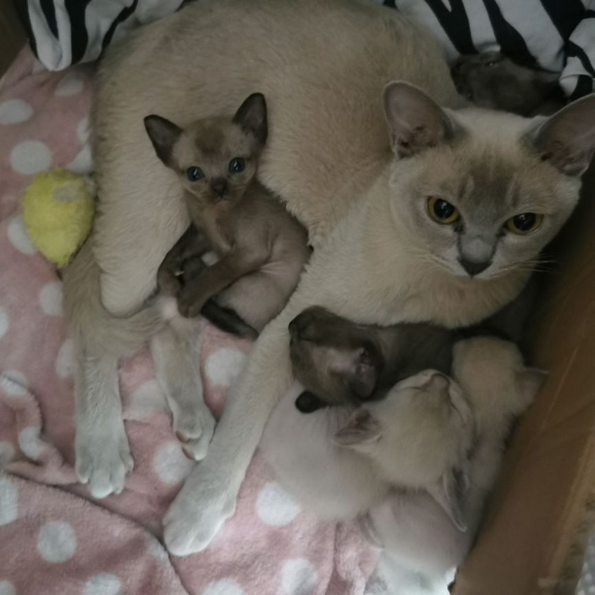 Европейский бурманский котёнок